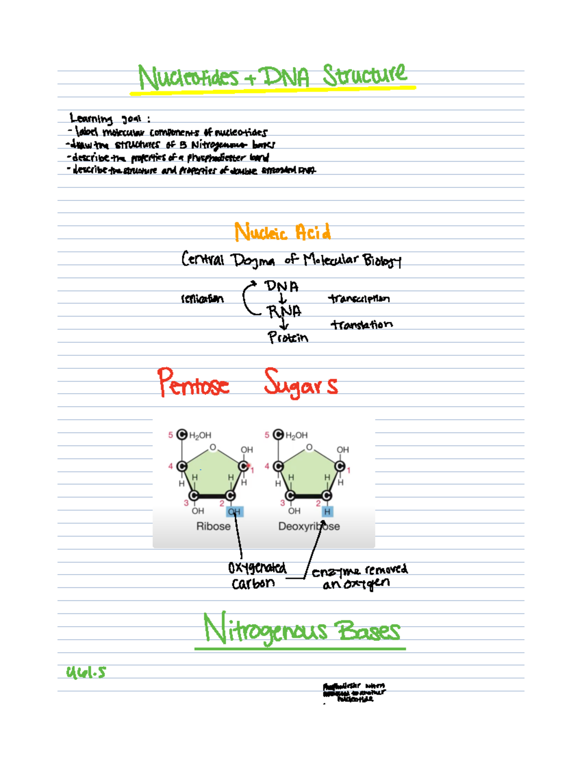 Lecture 1 Nucleotides and DNA structure Notes - Nucleotides DNA ...