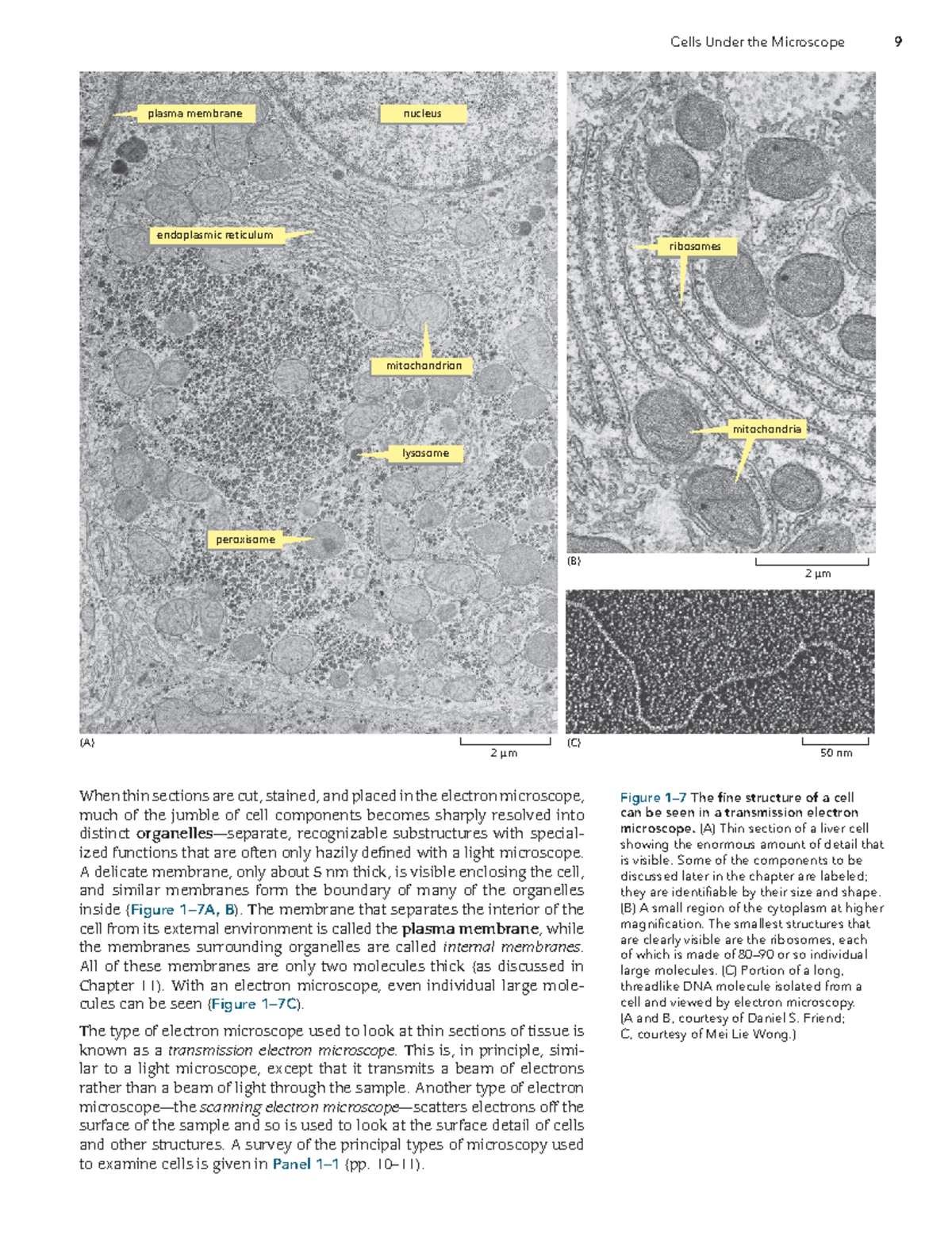 Essential Cell Biology matery-12 - 9 When thin sections are cut ...