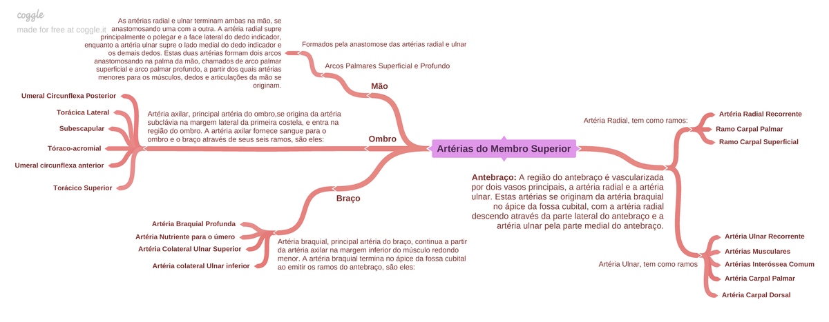 Arterias do Membro Superior - Artérias do Membro Superior Ombro Artéria ...