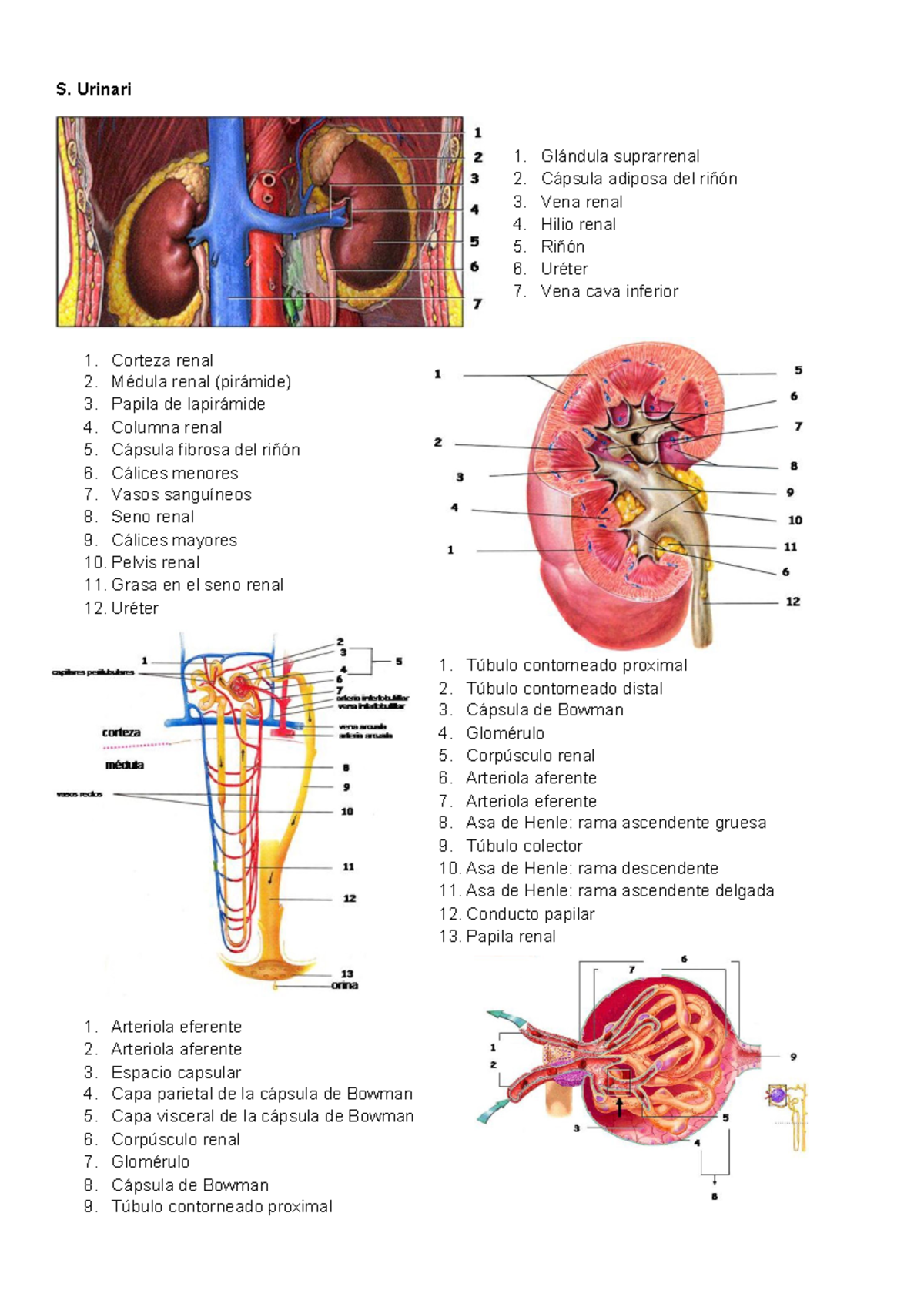 Anatomia bloc 3 - S. Urinari Glándula suprarrenal Cápsula adiposa del ...