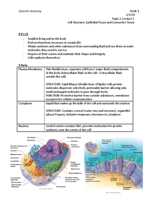Systemic Anatomy - full semester notes - Systemic Anatomy TOPIC 1 ...