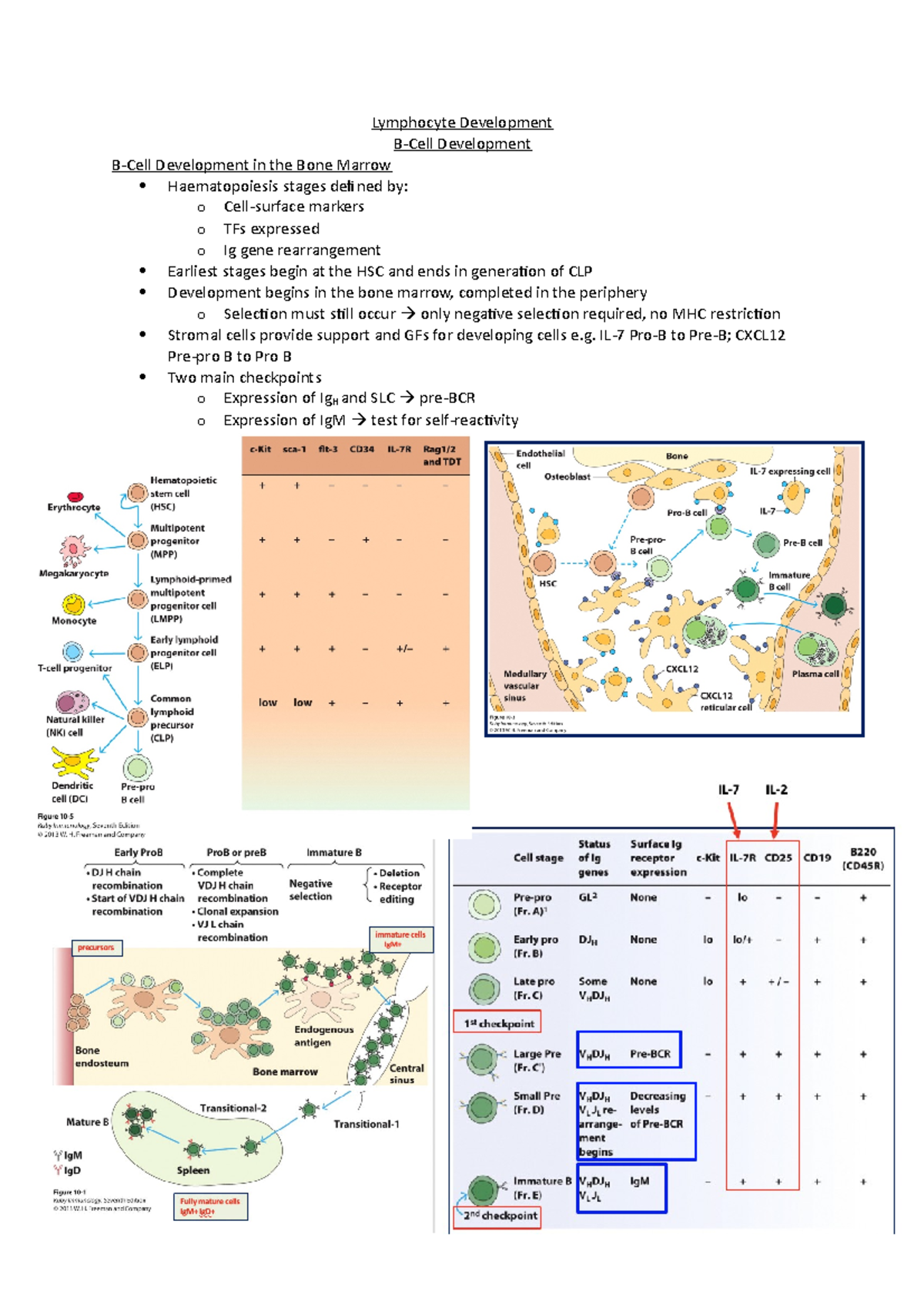 Lymphocyte-Development - Lymphocyte Development B-Cell Development B ...