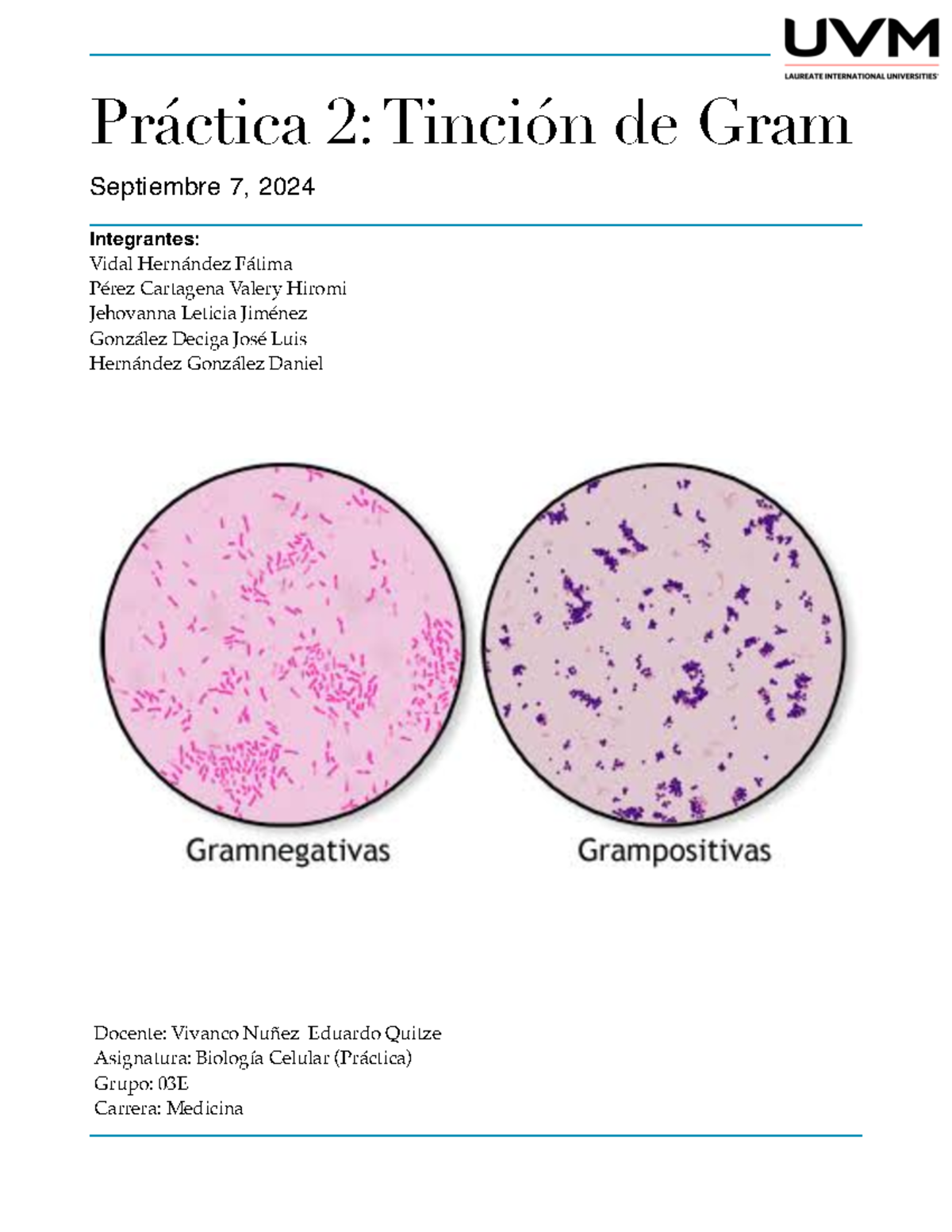 Gram - Bacterias gram positivas y negativas, tincion gram - Práctica 2 ...
