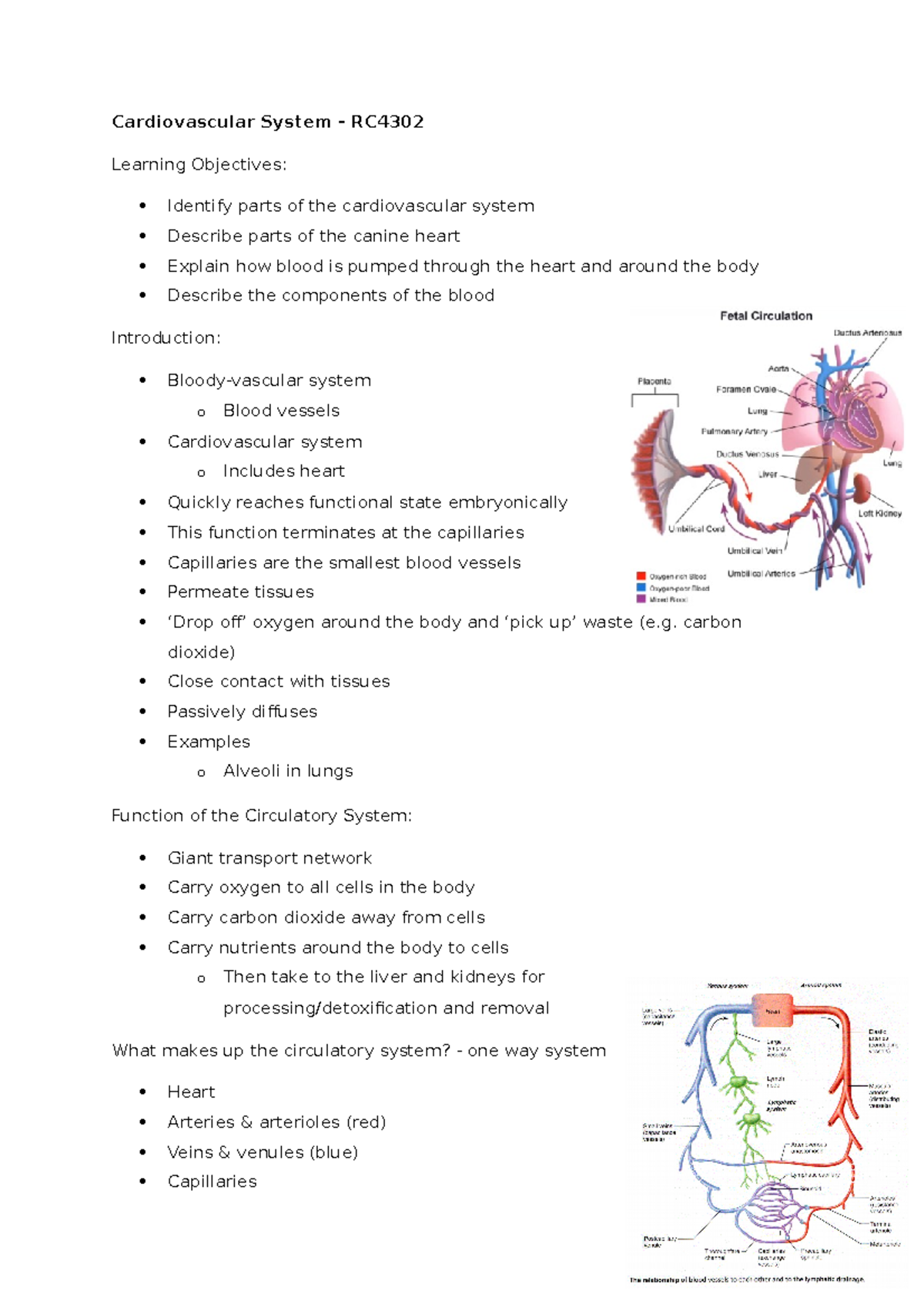 Lesson 13 - Cardiovascular System - Cardiovascular System - RC Learning ...