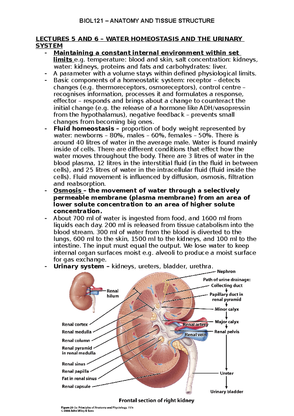 Lectures 5 AND 6 - Water AND THE Urinary System - BIOL121 – ANATOMY AND ...