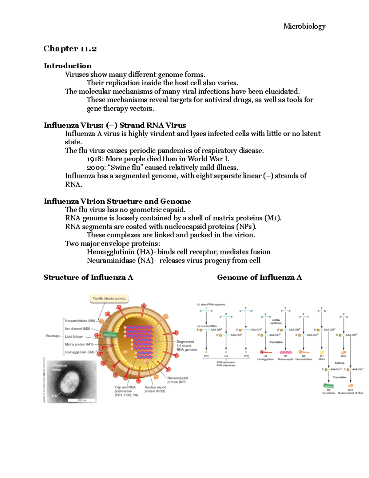 Micro 11.2 Outline - Chapter 11. Introduction Viruses show many ...