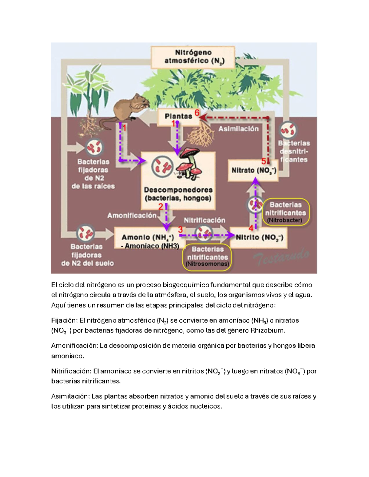El ciclo del nitr-geno - Aquí tienes un resumen de las etapas principales del ciclo del ...