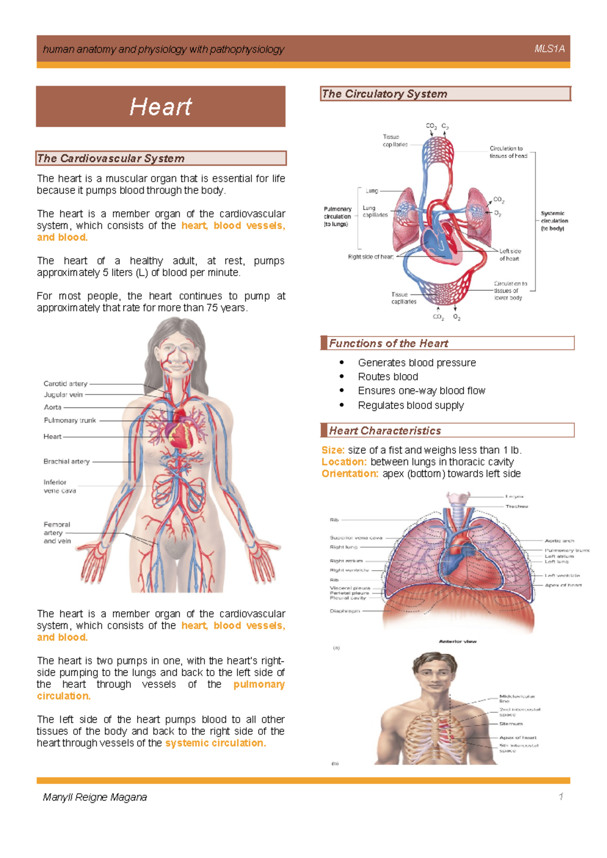 Heart - Anaphy - Heart The Cardiovascular System The heart is a ...