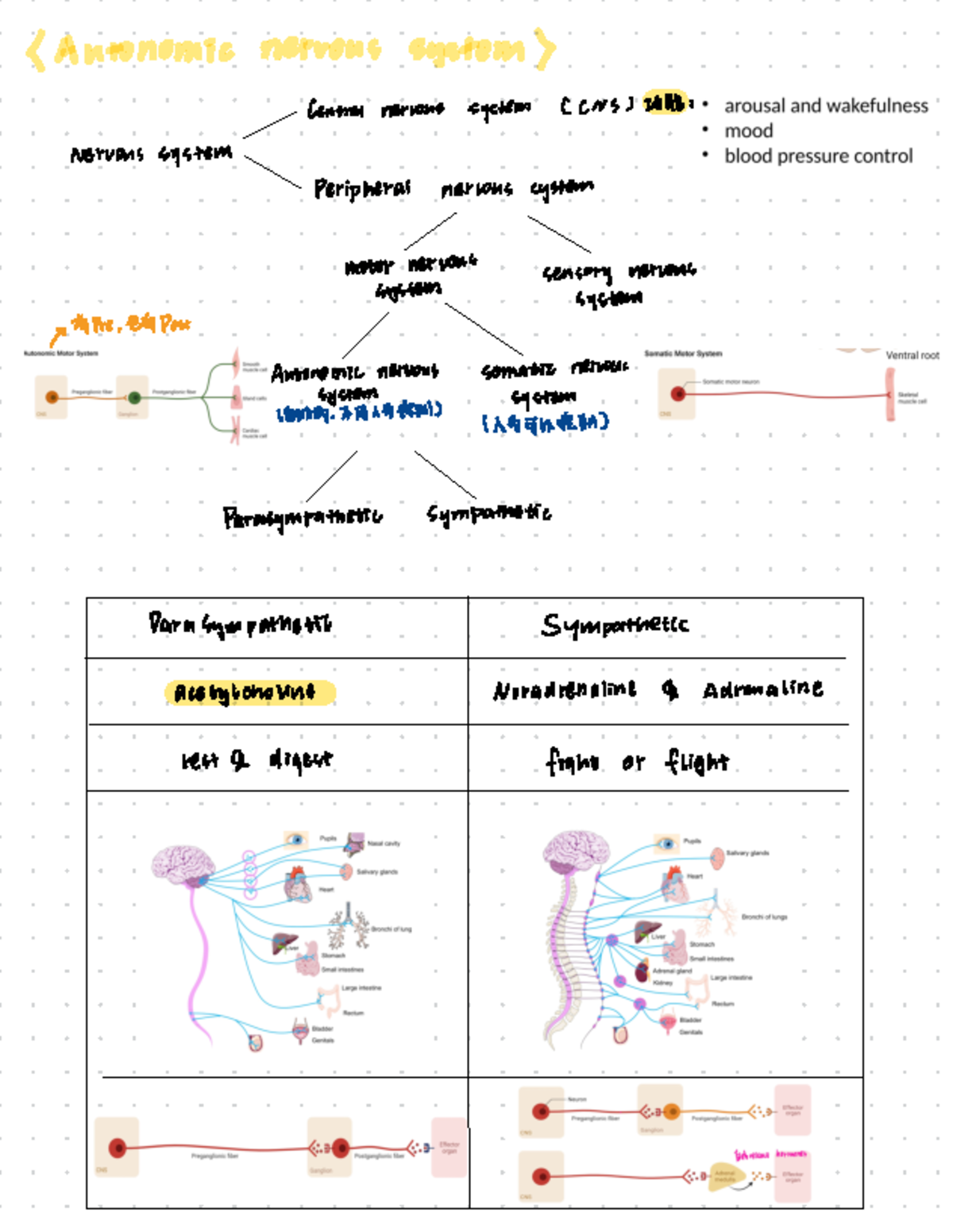 Drugs Notes - Lecture 1 note - Central nervous system (CNS) I : Nervous ...