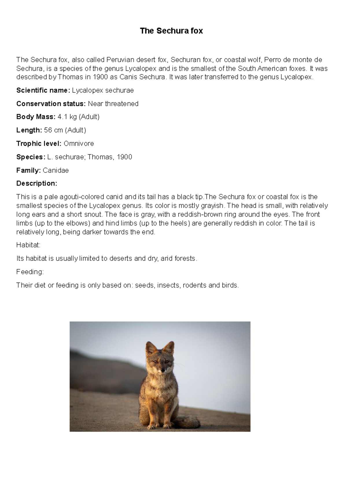 Task 4 - The Sechura fox jonatan - The Sechura fox The Sechura fox ...