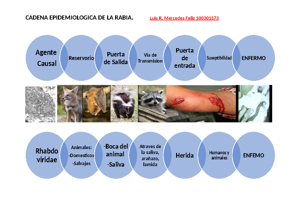 Cadena Epidemiológica de la Rabia - CADENA EPIDEMIOLOGICA DE LA RABIA ...