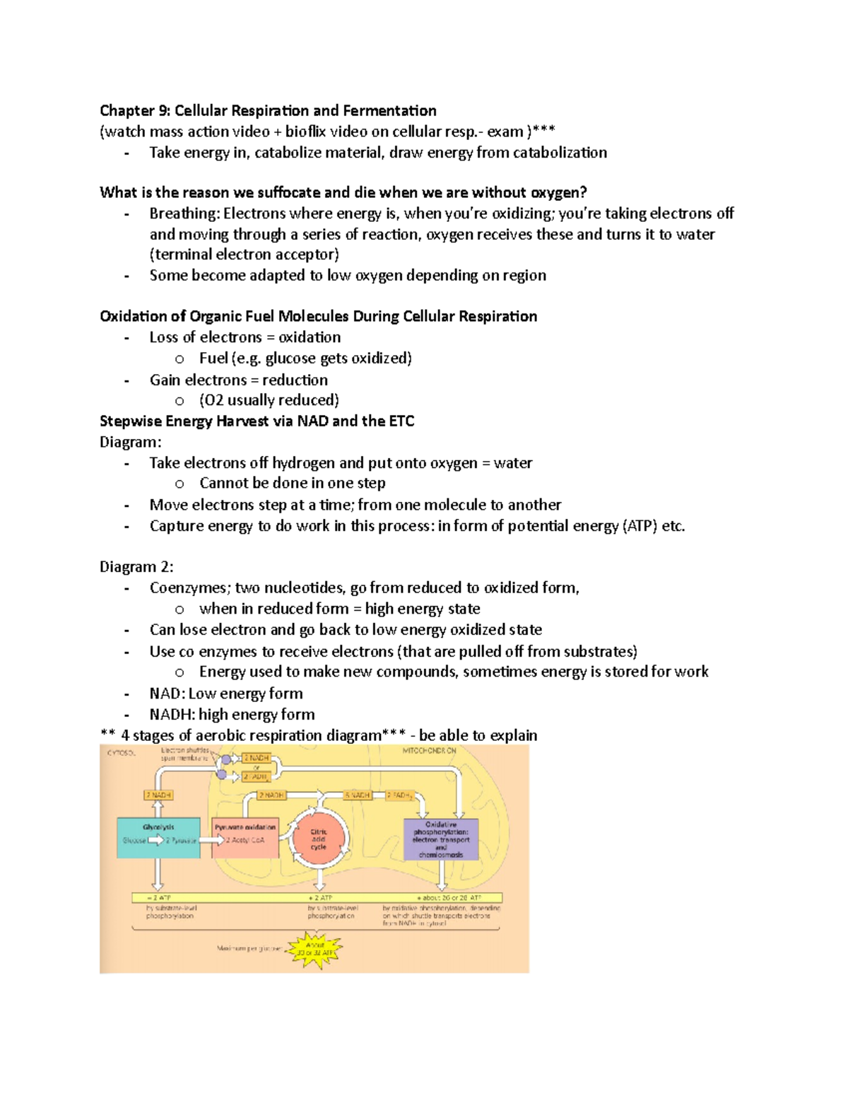 Chapter 9 - Dr. Snedden - Chapter 9: Cellular Respiration and ...