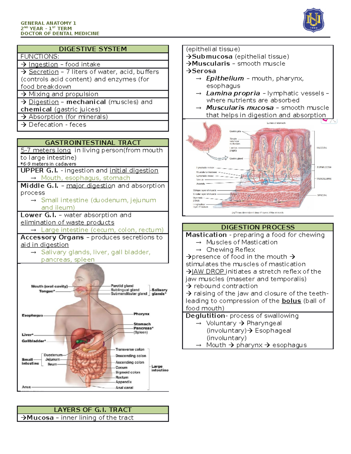 Lesson 7 - Digestive System - General Anatomy 1 - Studocu