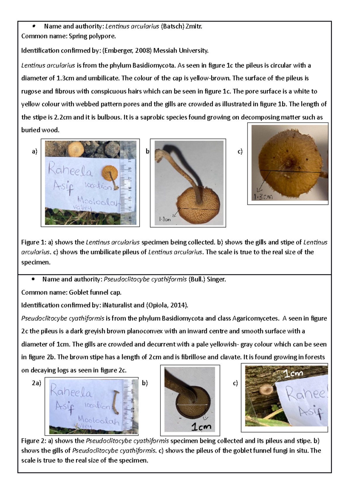 Fungal collection option B final - Name and authority: Lentinus ...