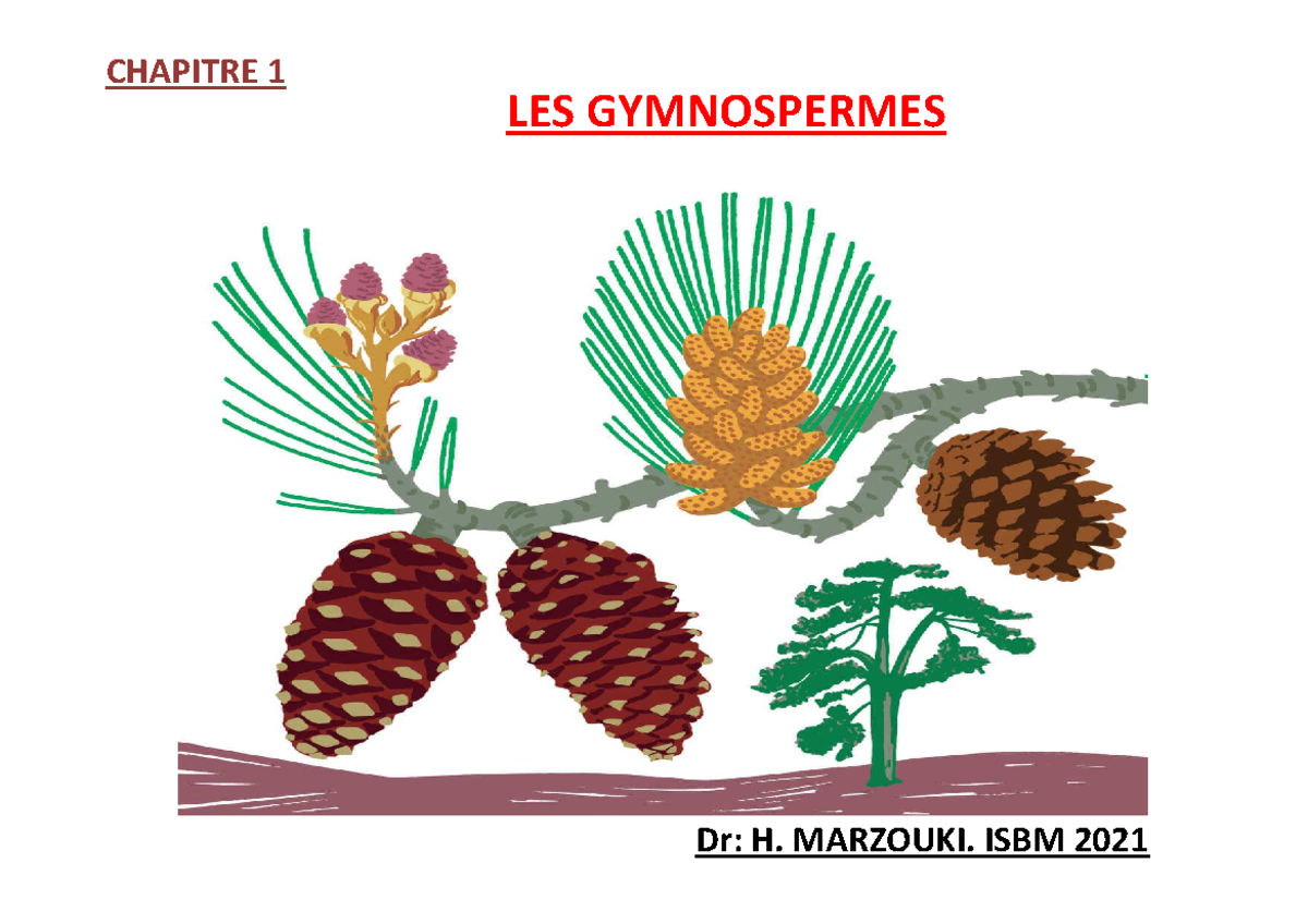 Partie 1 LES Gymnospermes 2021 - CHAPITRE 1 LES GYMNOSPERMES Dr: H ...