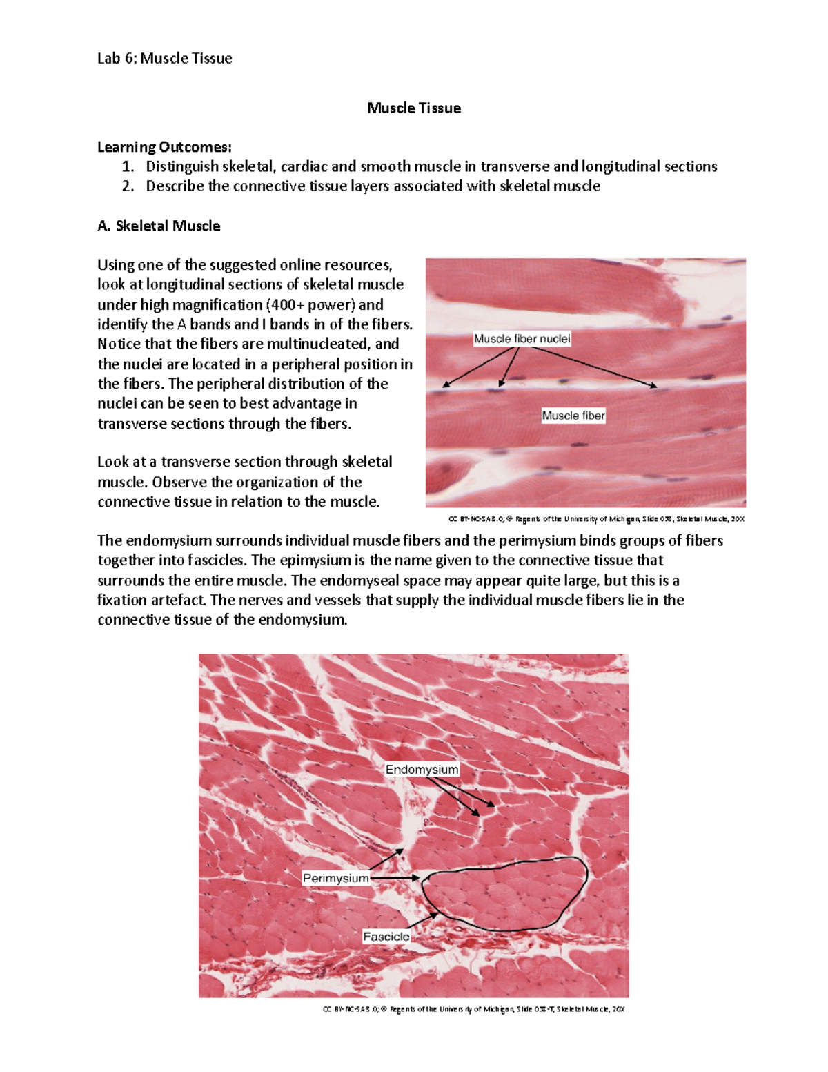 Lab 06 Muscle Tissue - lecture practice materials lab notes - Lab 6 ...