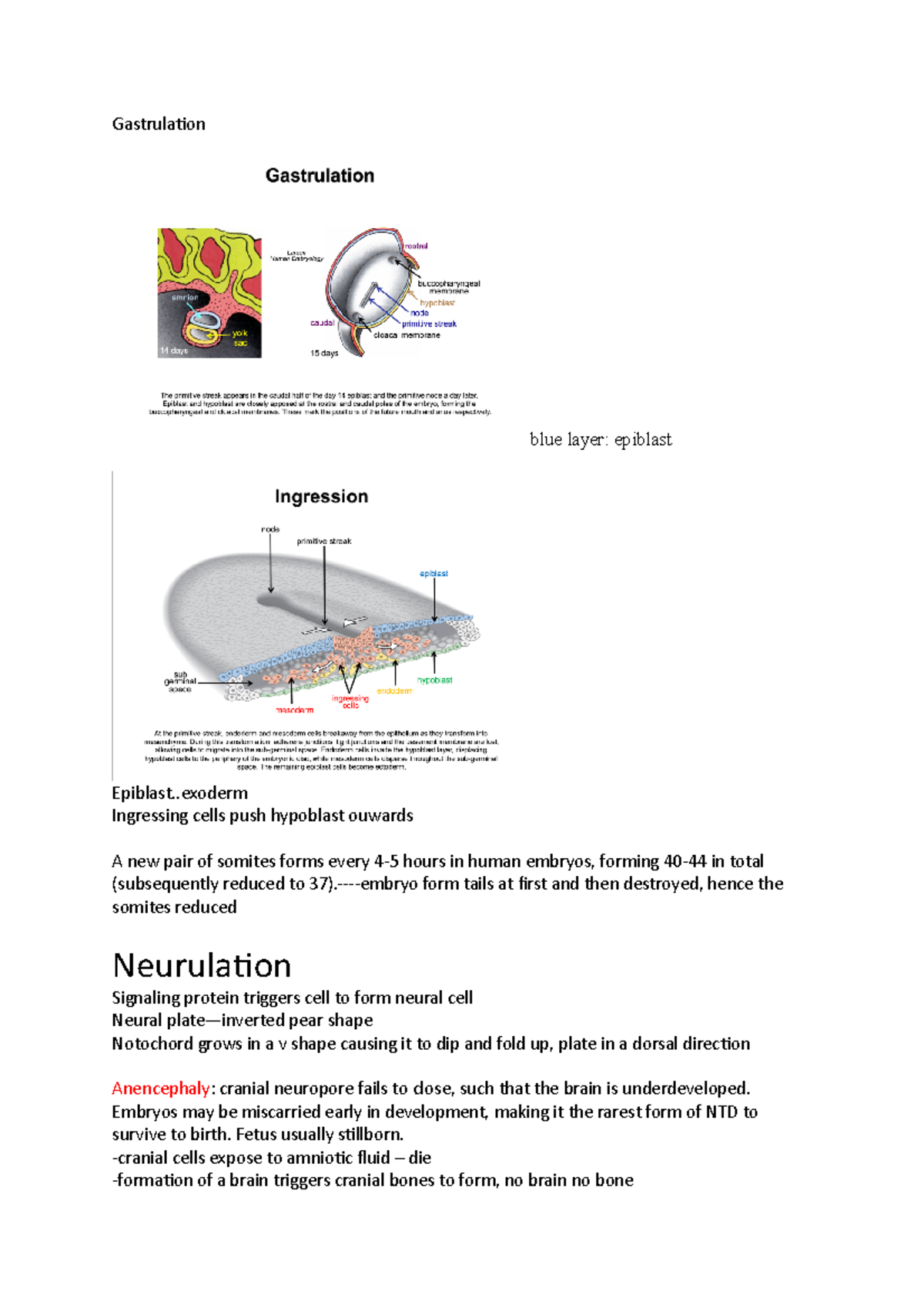Gastrulation - Gastrulation blue layer: epiblast Epiblast. Ingressing ...