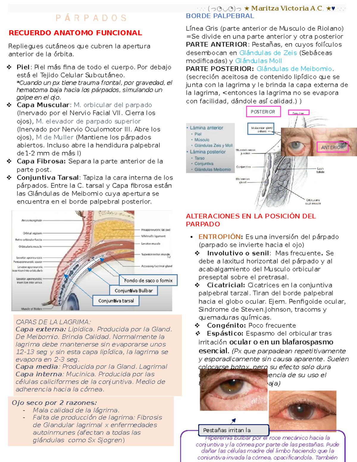 Apuntes Oftalmo Parpado II MV - P Á RPADOS RECUERDO ANATOMO FUNCIONAL ...