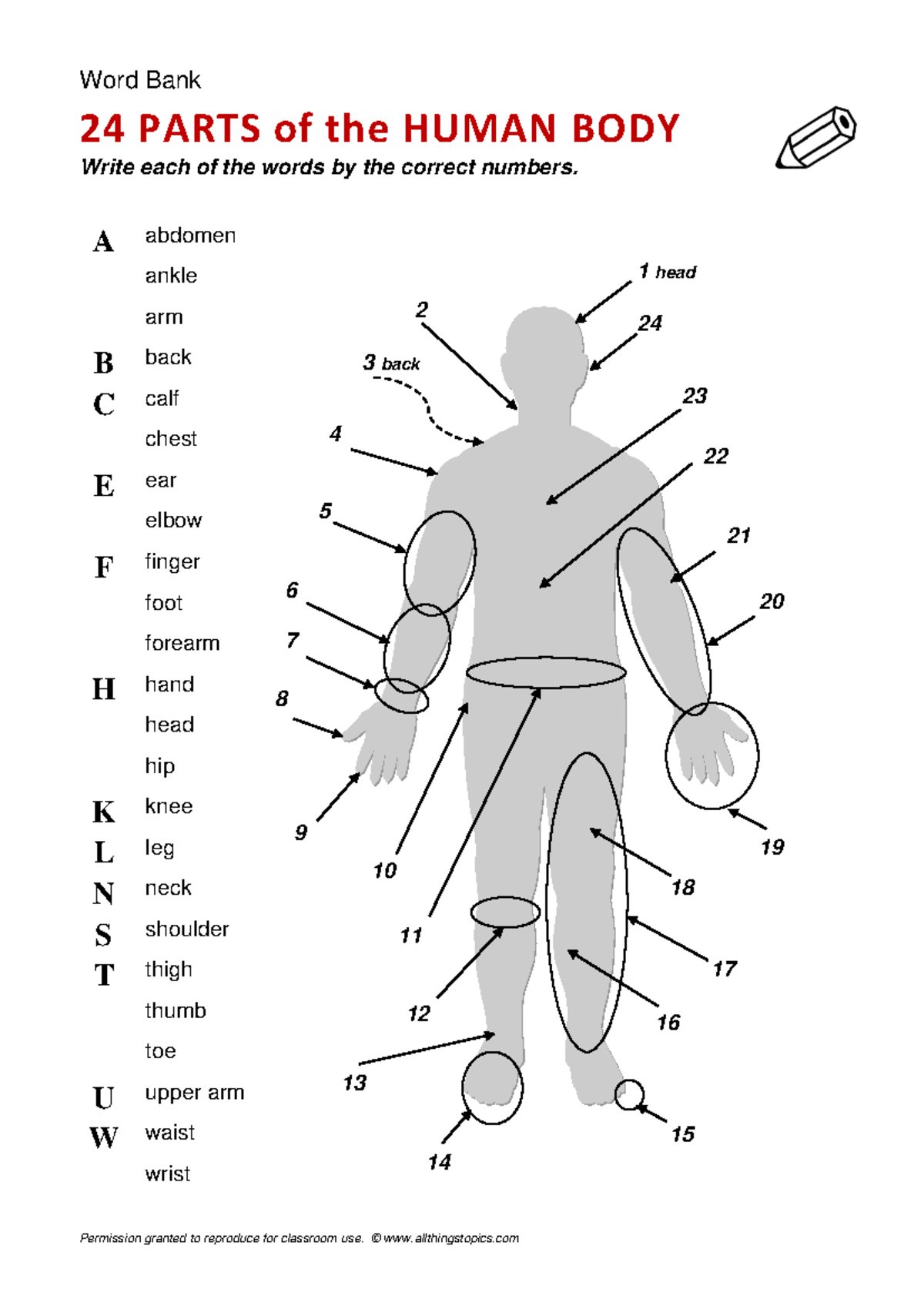 24b-wordbank-humanbody - Word Bank 24 PARTS of the HUMAN BODY Write ...