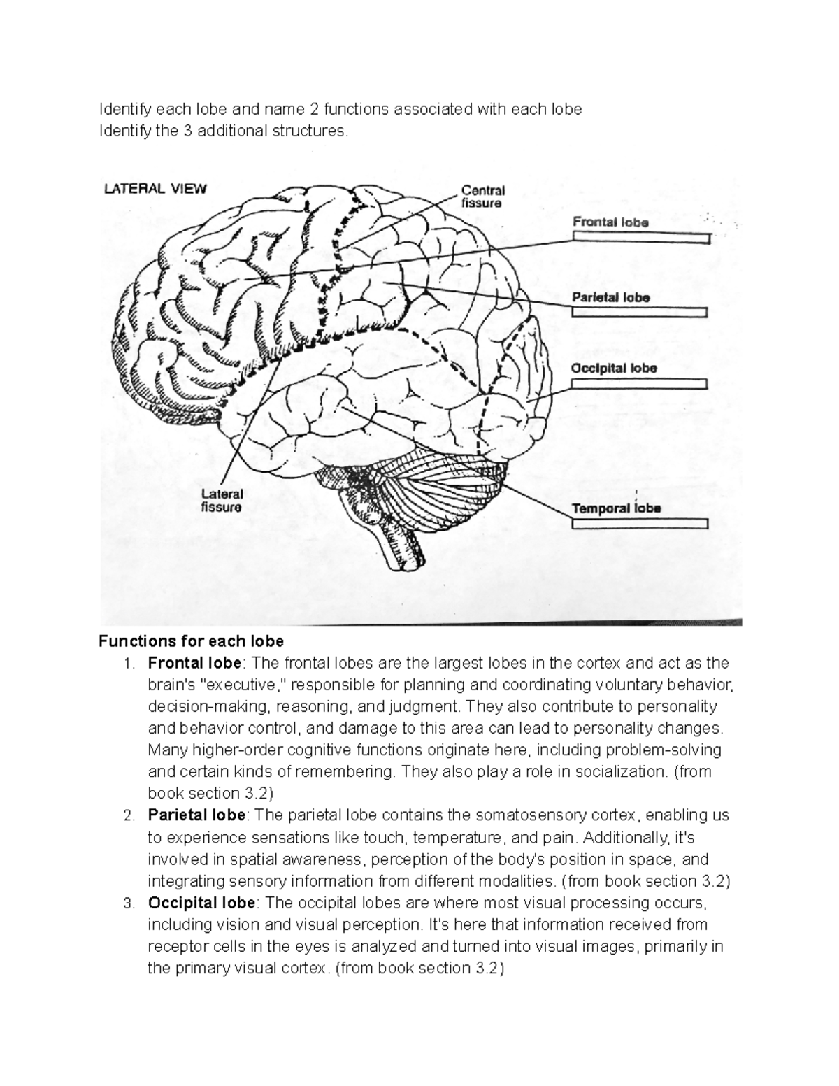 Brain assessment Form and Function - Identify each lobe and name 2 ...