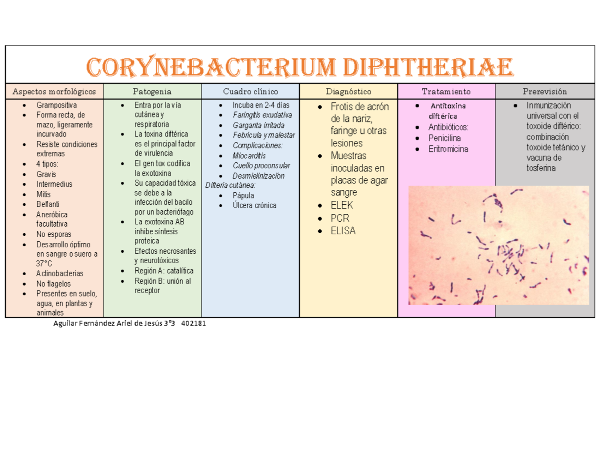 Corynebacterium Diphtheriae - Aguilar Fernández Ariel de Jesús 3°3 ...