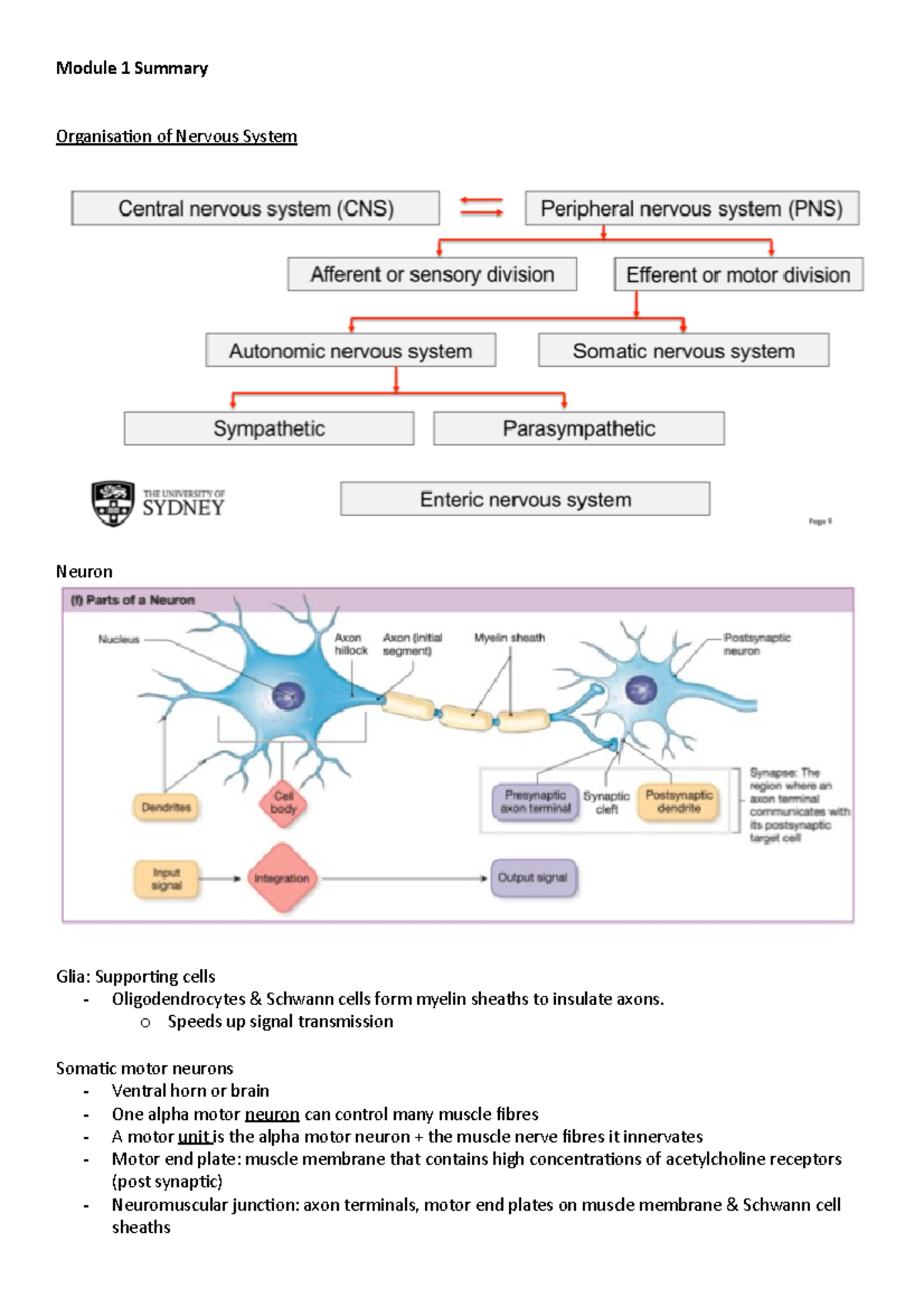 Module 1 Summary - Module 1 Summary Organisation of Nervous System ...