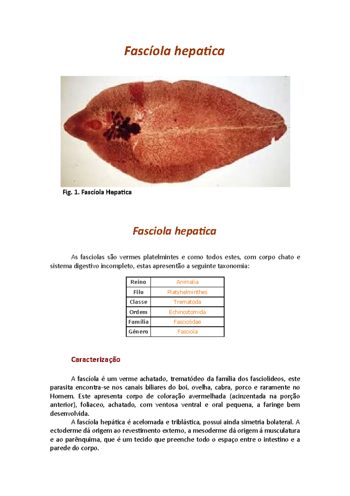 Fascíola Hepatica - Biologia de Invertebrados - hepatica Fig. 1 ...