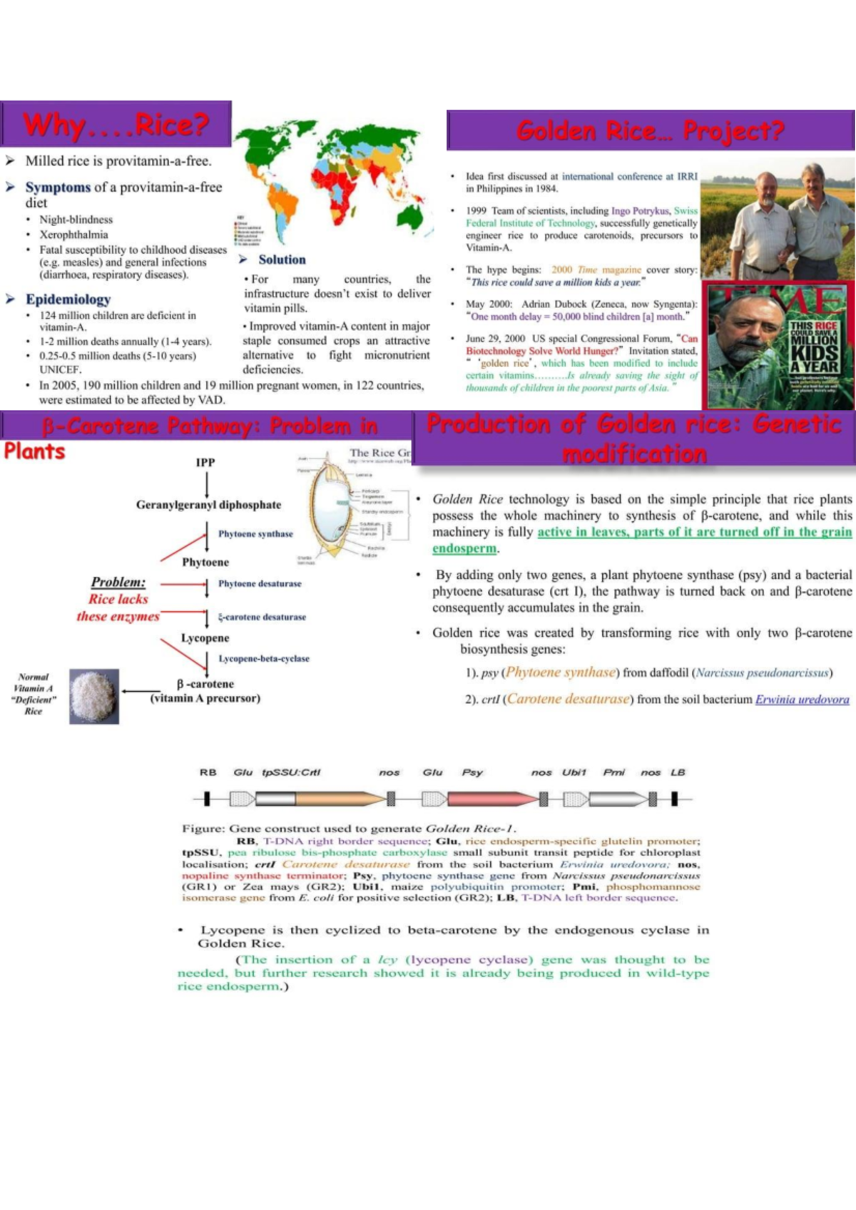 Golden rice - Best notes - Biotechnology Hons - Studocu