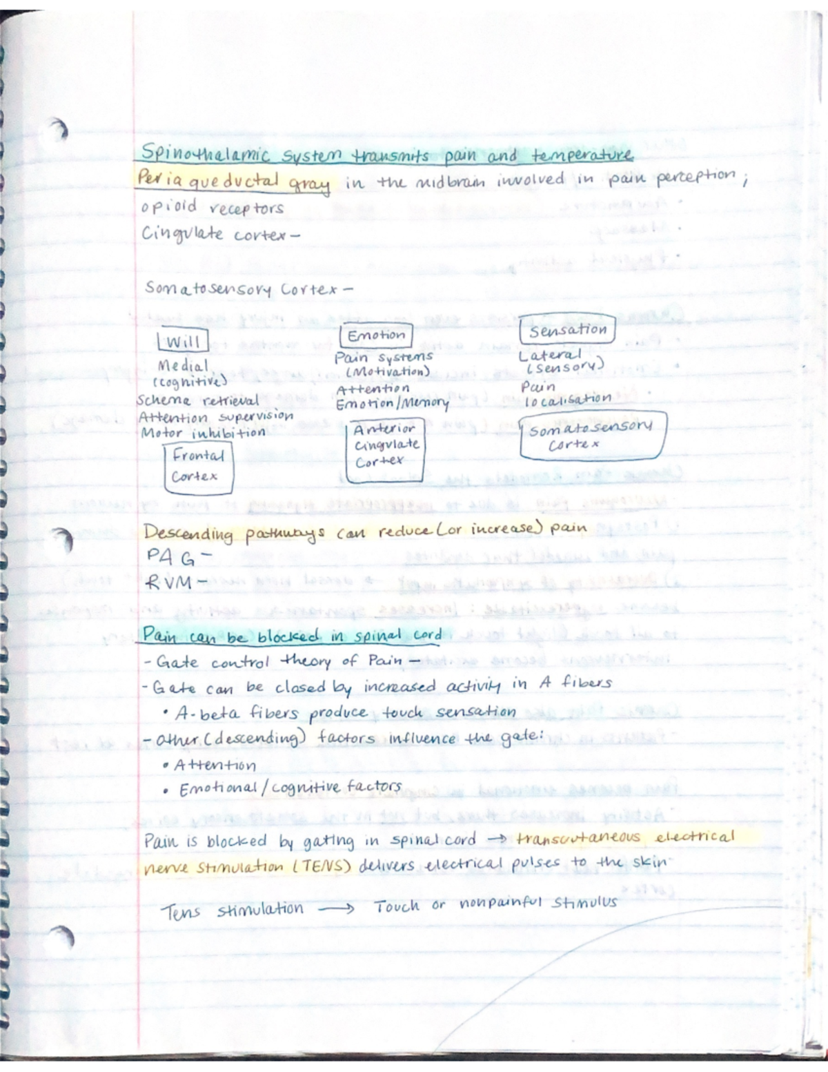 Intro to neuroscience- sensory processing, touch and pain chapter - S ...