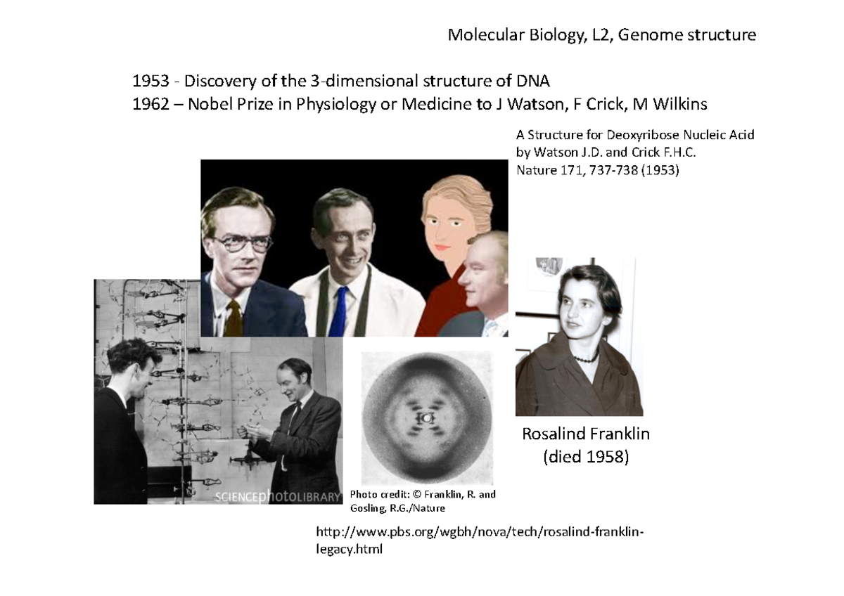 DNA Genomes Students 20 - h"p:pbs/wgbh/nova/tech/rosalind-­‐franklin ...