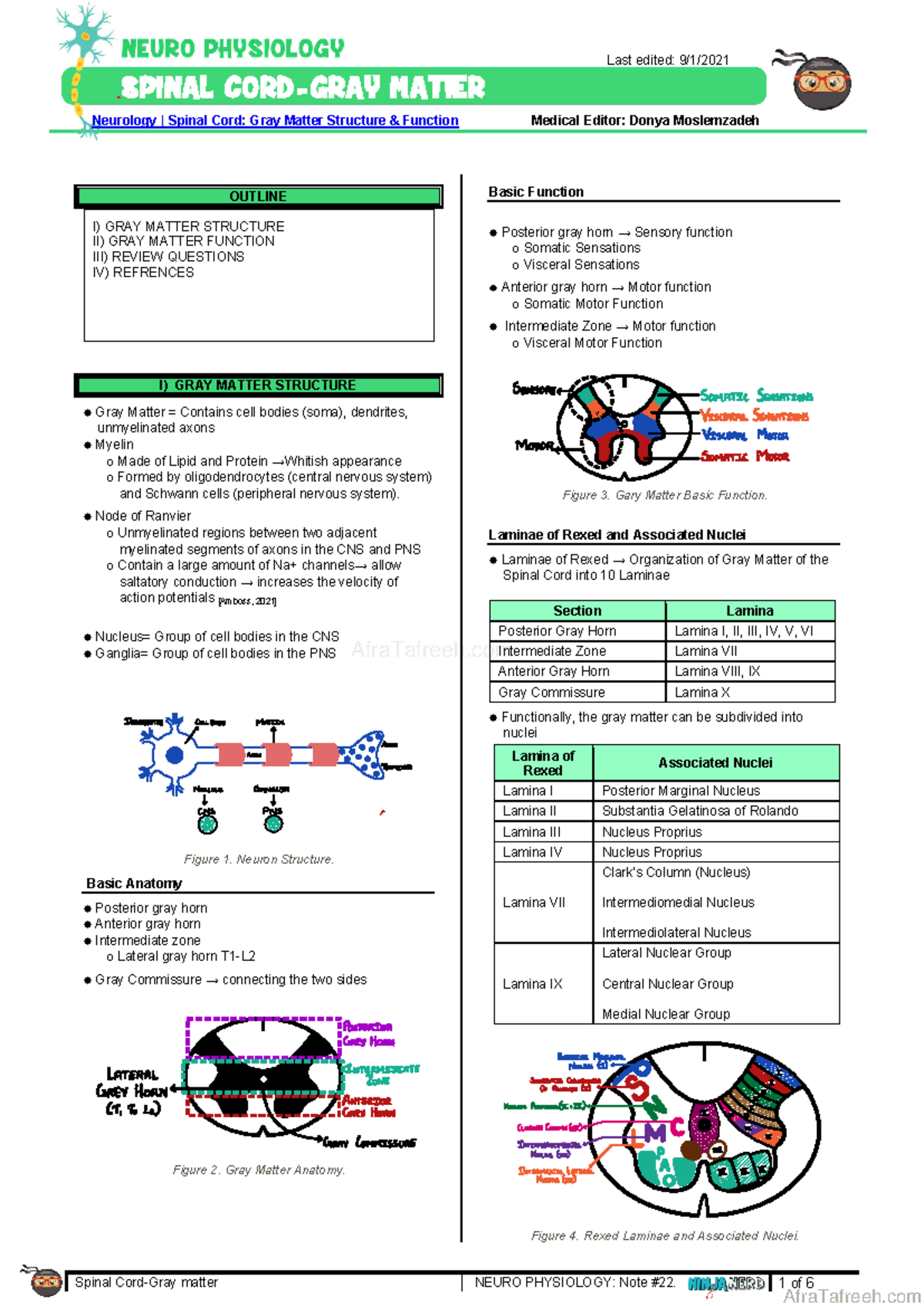 Spinal Cord- Gray Matter Structure & Function atf - Spinal Cord-Gray matter NEURO PHYSIOLOGY ...