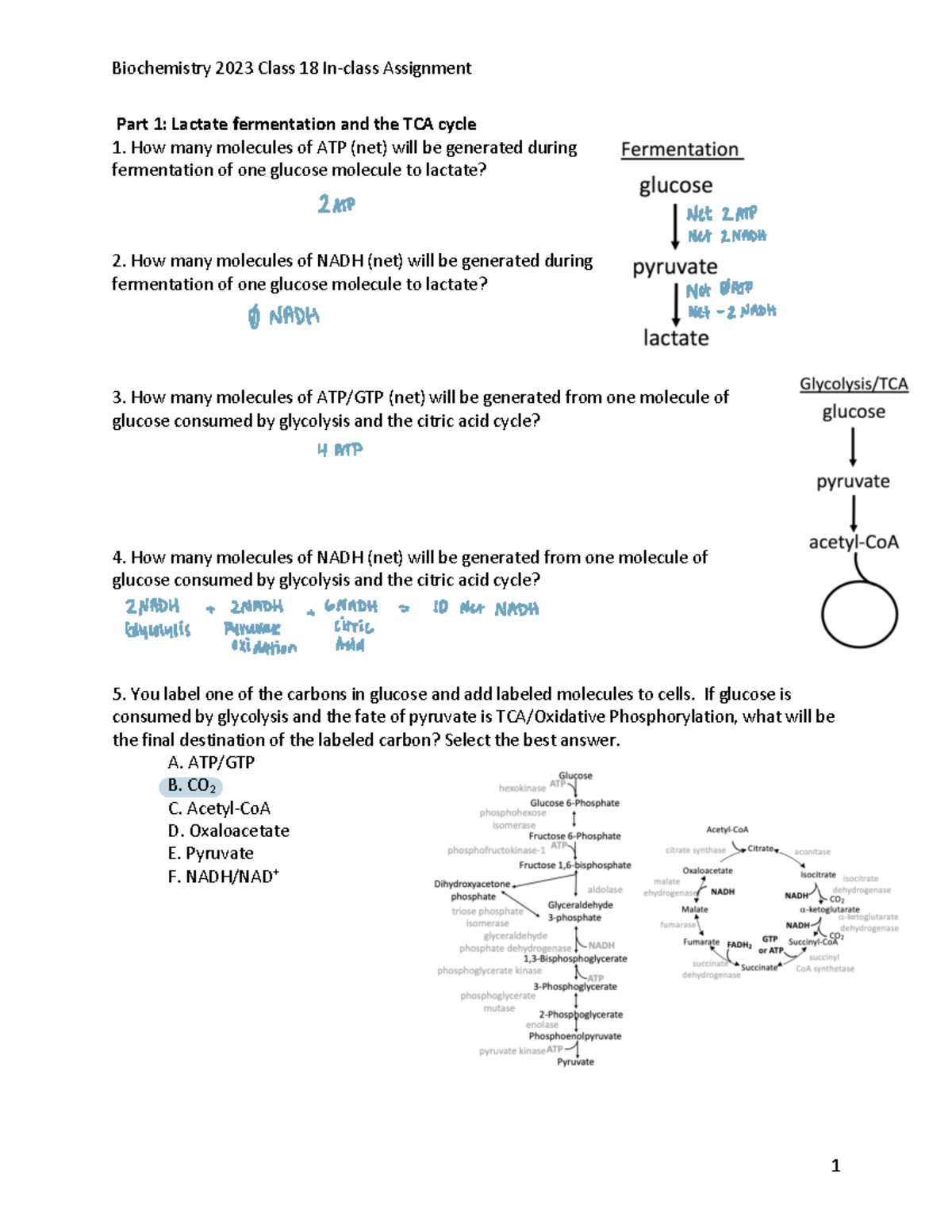 Biochem Assn 4-6 - In Class Work Tifft - Biochemistry 2023 Class 18 In ...