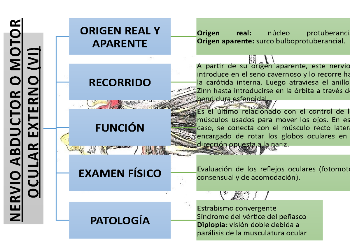 PAR VI - PAR CRANEAL 6 - NERVIO ABDUCTOR O MOTOR OCULAR EXTERNO (VI ...