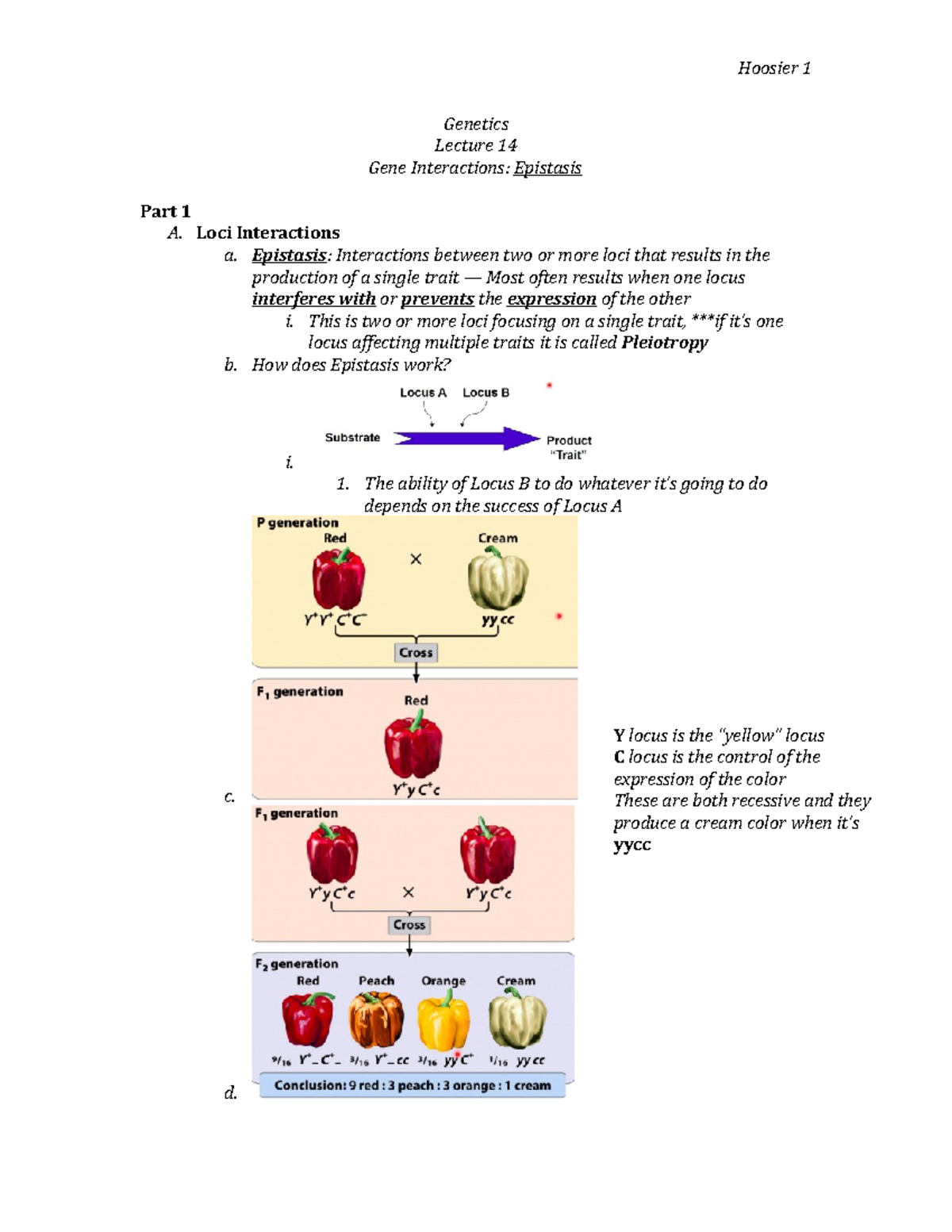 L14 – Epistasis - Genetics Lecture 14 Gene Interactions: Epistasis Part ...
