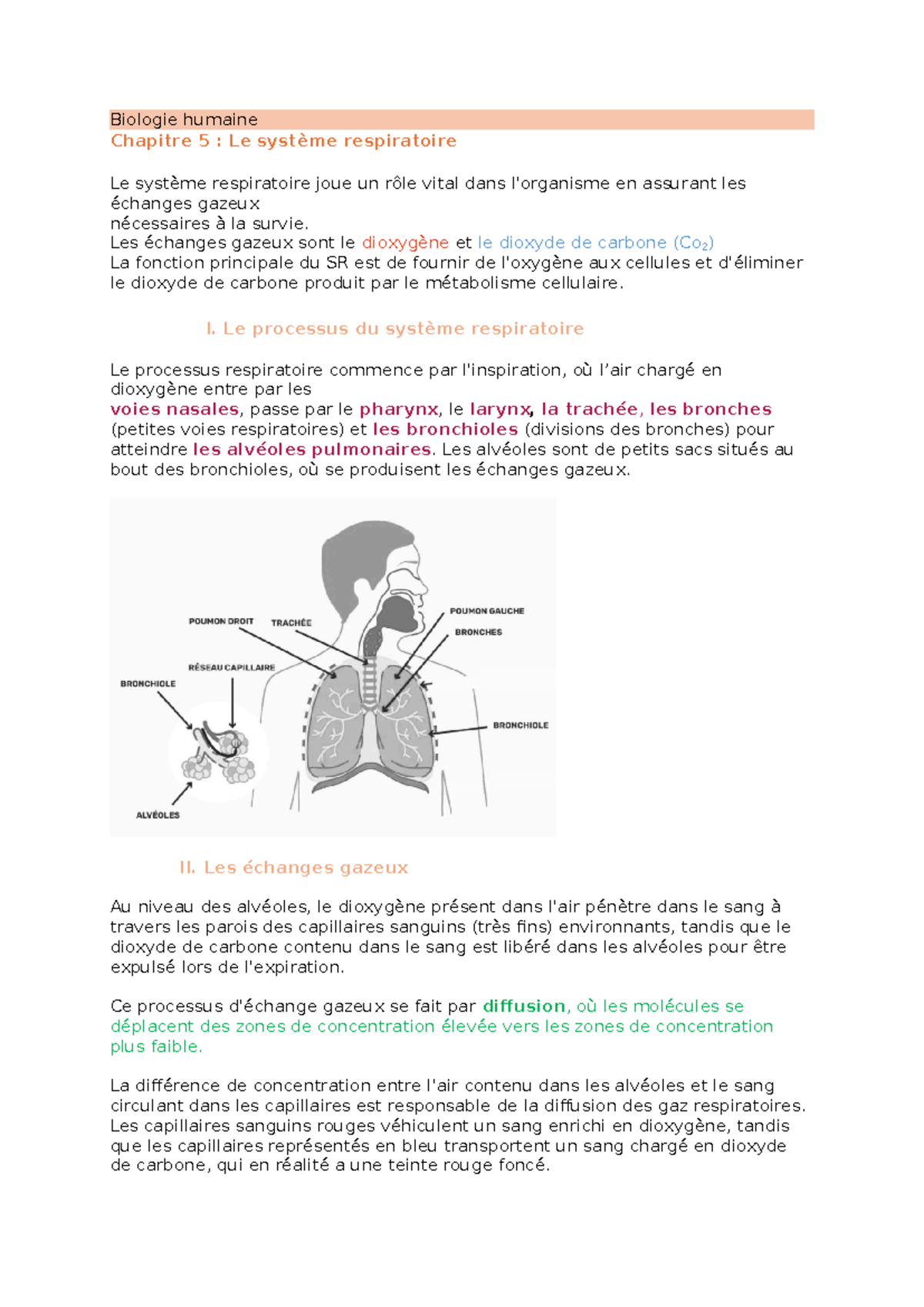 Système réspiratoire - Biologie humaine Chapitre 5 : Le système ...