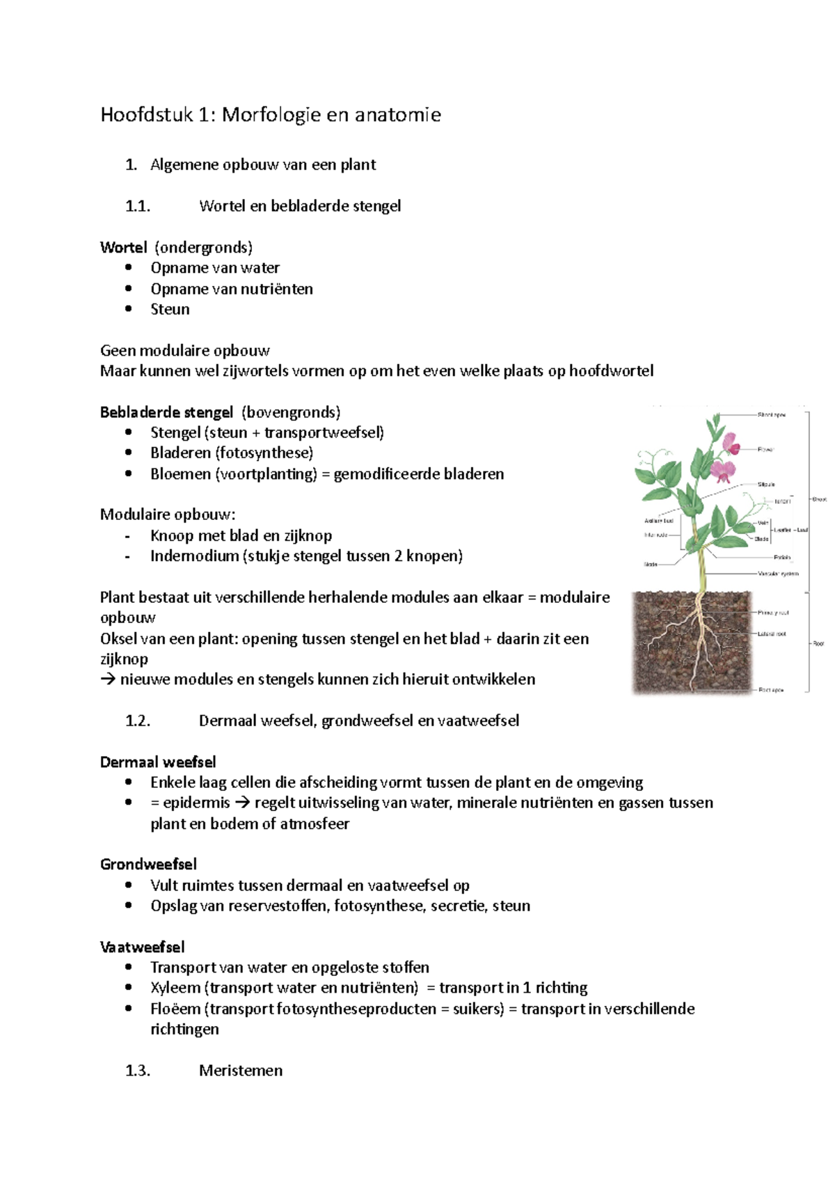 Plantenkunde samenvatting - Hoofdstuk 1: Morfologie en anatomie ...