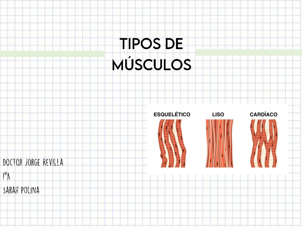Tipos de músculos - Histología - Tipos de m ̇ sculo EsquelÈtico ...