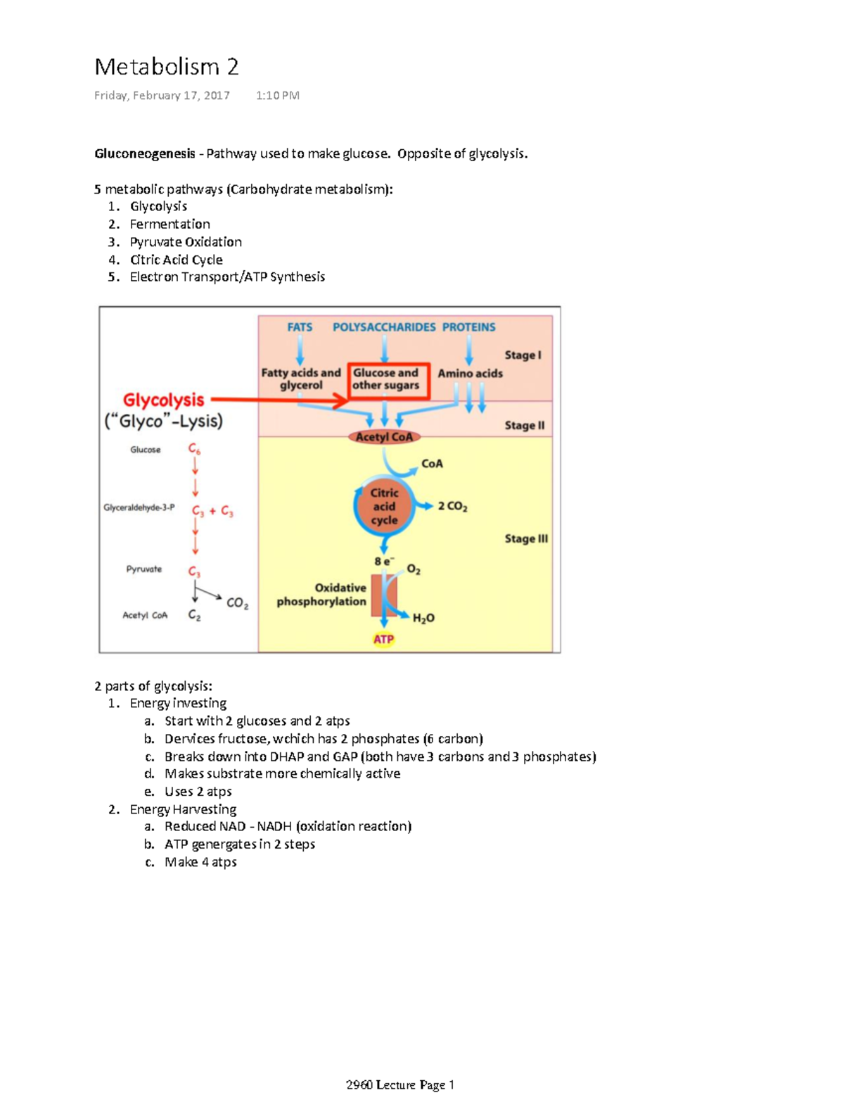 Metabolism 2 - Professors: Barbara Kunkel and John Majors - Metabolism ...