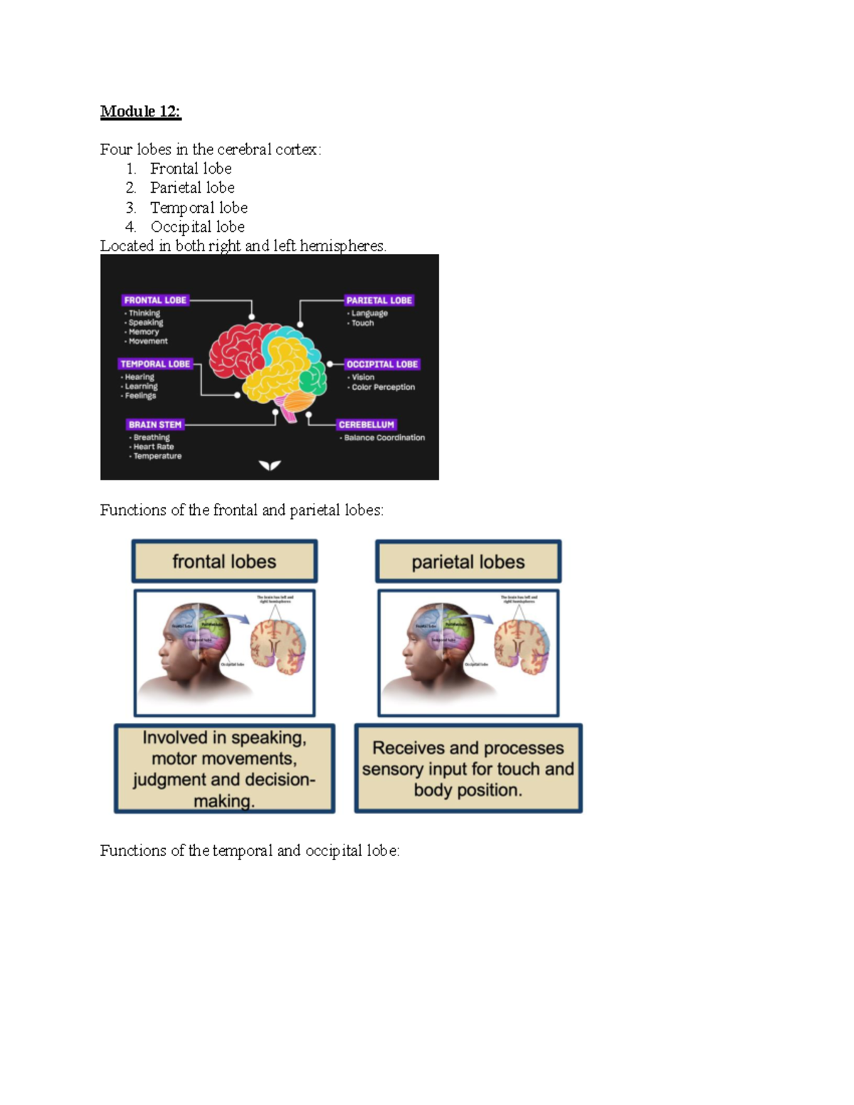 Unit 2- module 12 ap psych notes - Module 12: Four lobes in the ...
