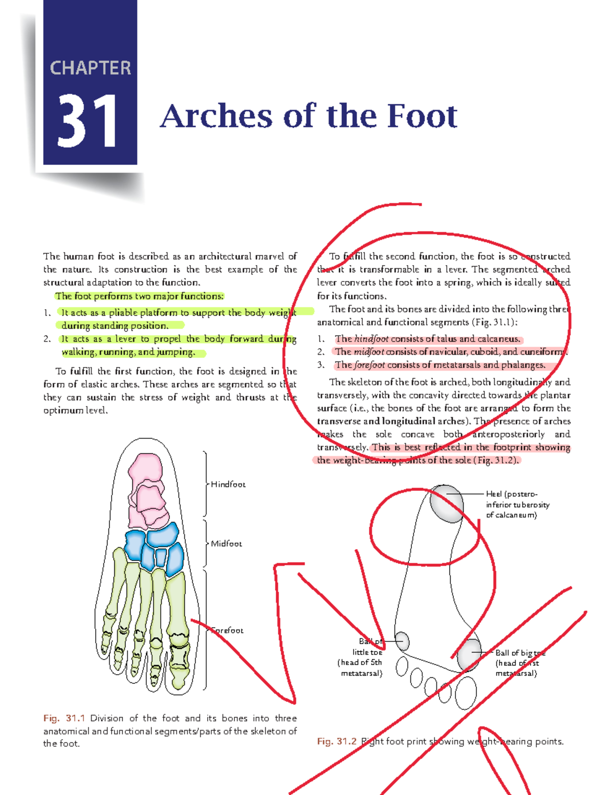 Arch of the foot - 31 Arches of the Foot CHAPTER The human foot is ...