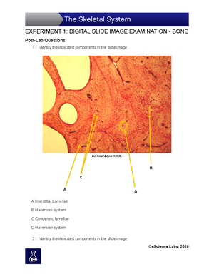 Lab1-Endrocrine-Sp20 - EXPERIMENT 1: MICROSCOPIC ANATOMY OF THE ...