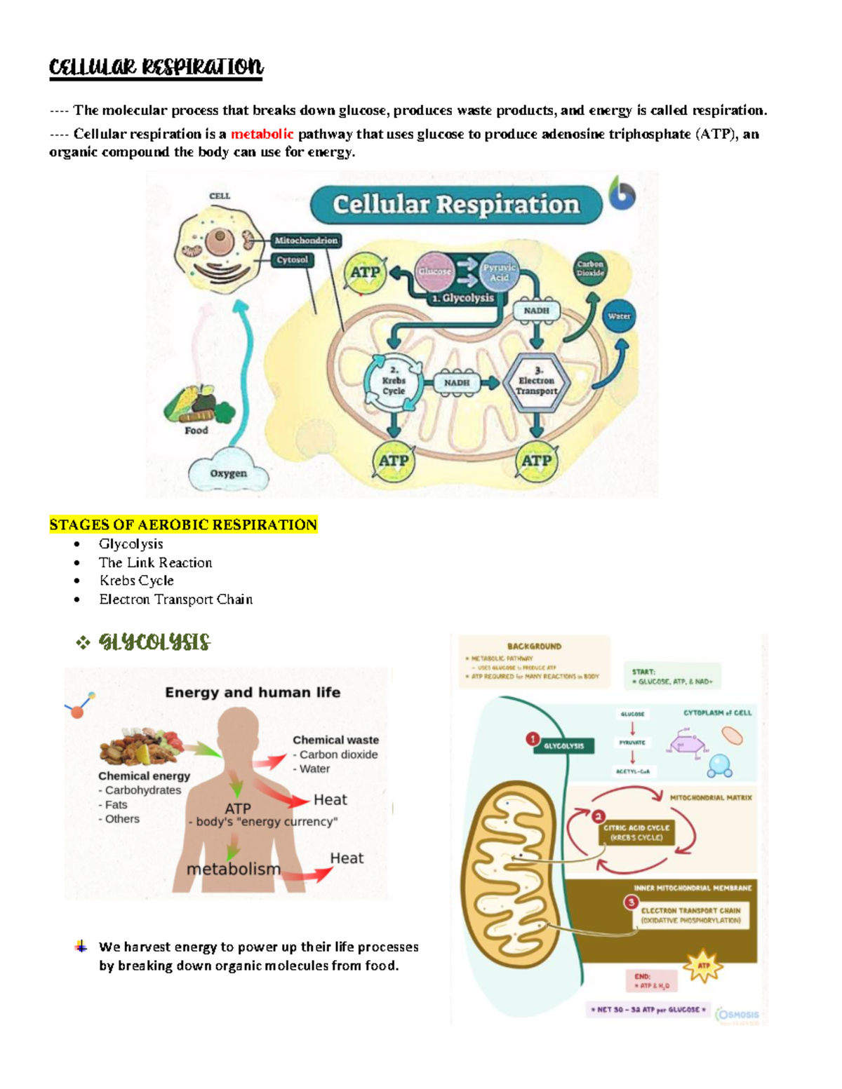 Cellular respi reviewer - CELLULAR RESPIRATION - The molecular process ...