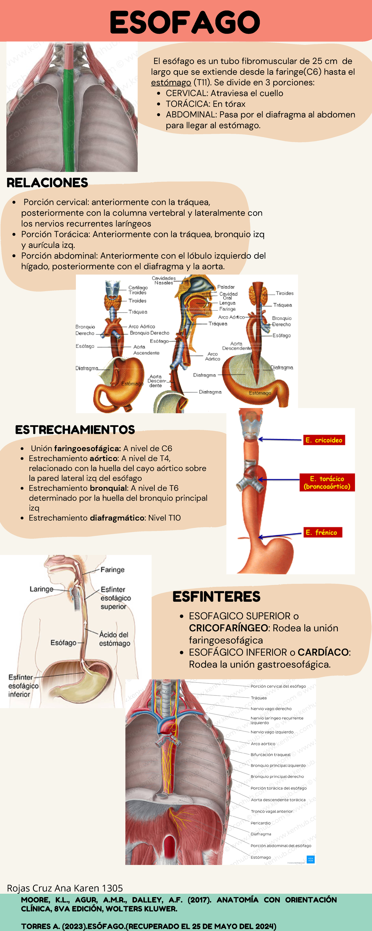 Infografia S2 Esofago - Infografía sobre el esófago - El esófago es un ...