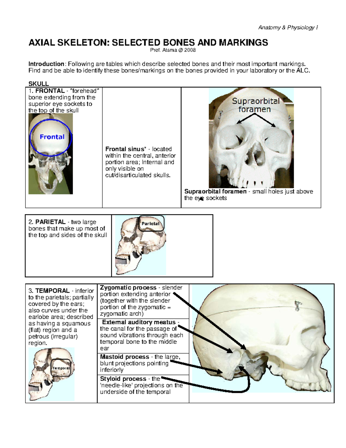 Axial Skeleton Lab Handout - Anatomy & Physiology I AXIAL SKELETON ...