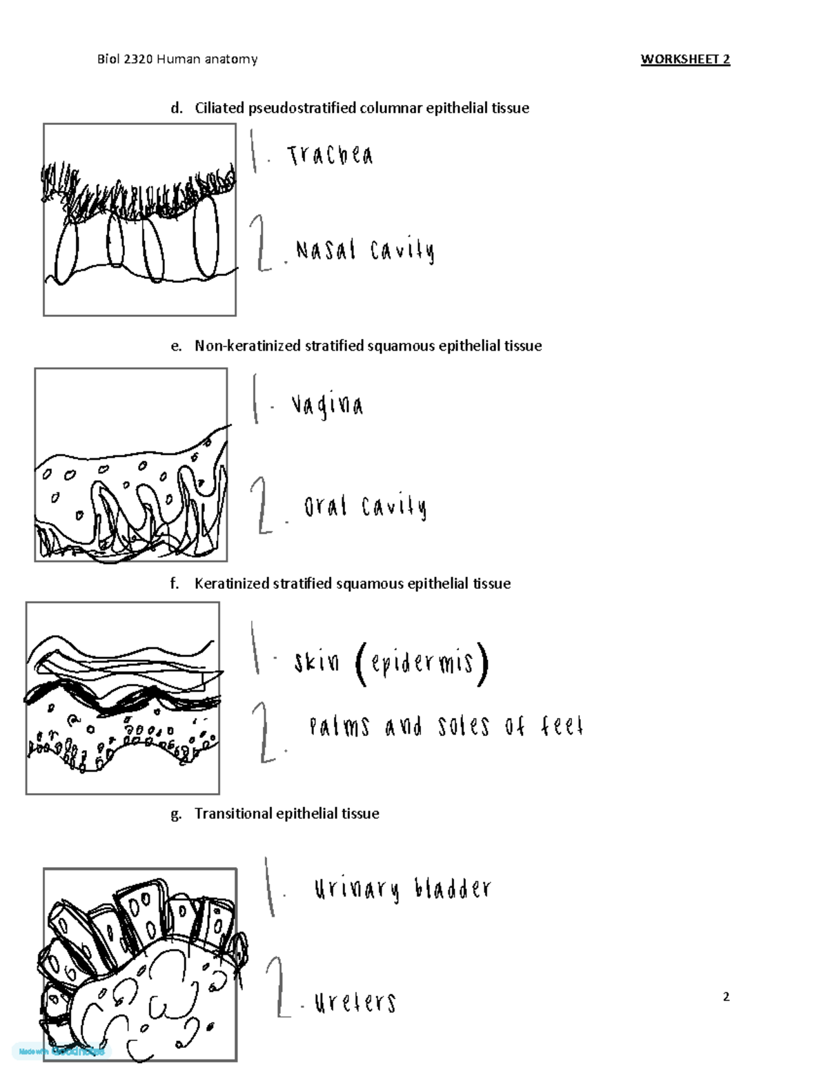 Anatomy 6 - None - Biol 2320 Human anatomy WORKSHEET 2 2 d. Ciliated ...