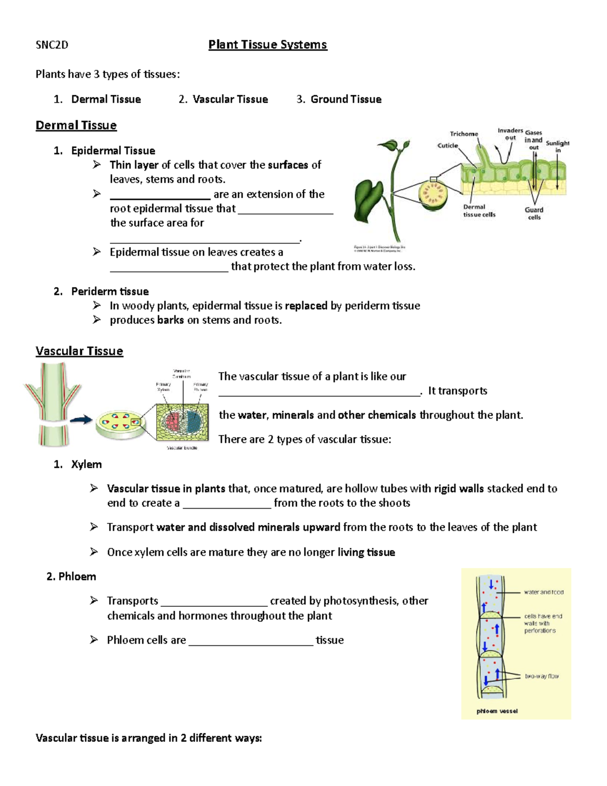 21- system plant-tissues summary questions - SNC2D Plant Tissue Systems ...