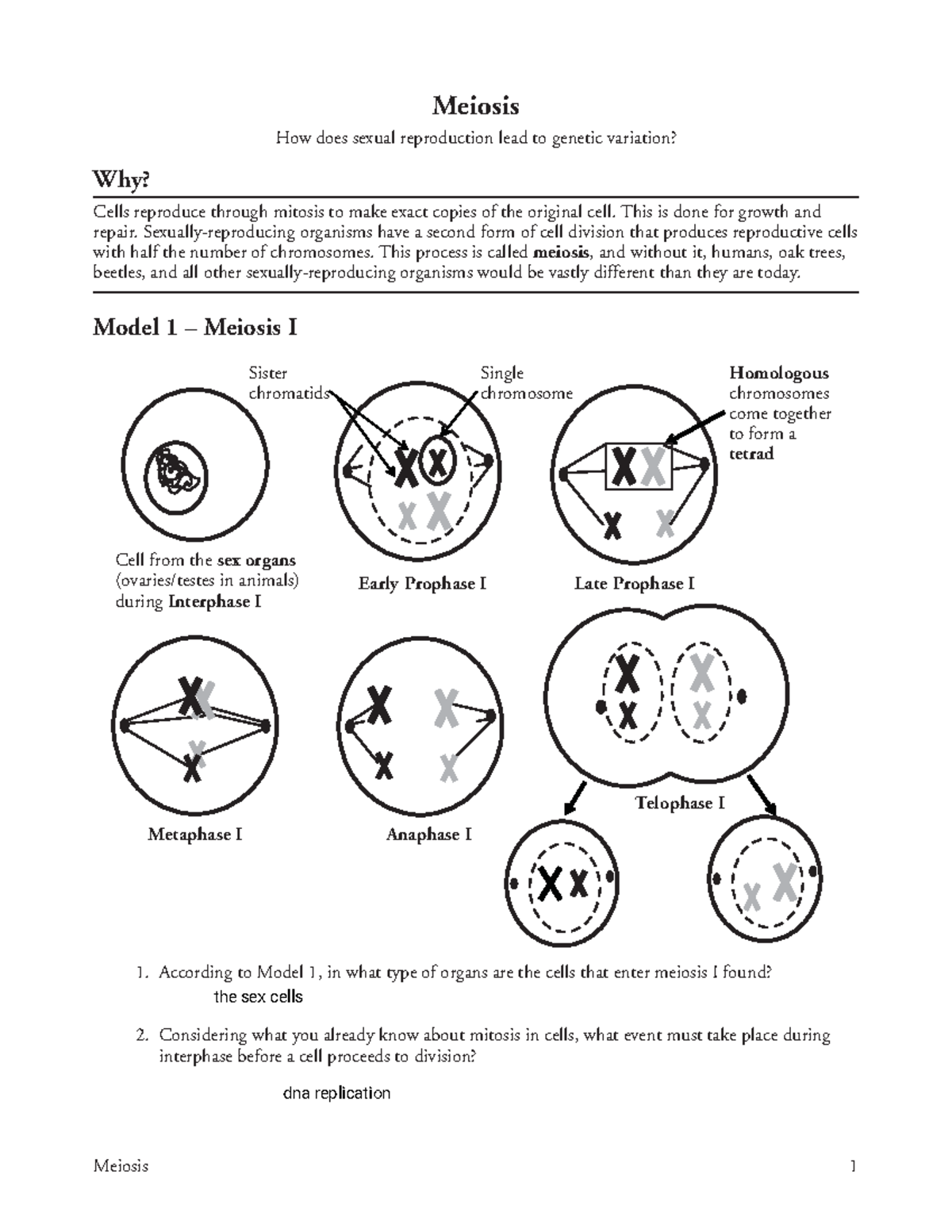 - 17 Meiosis ap - Meiosis 1 Meiosis How does sexual reproduction lead ...