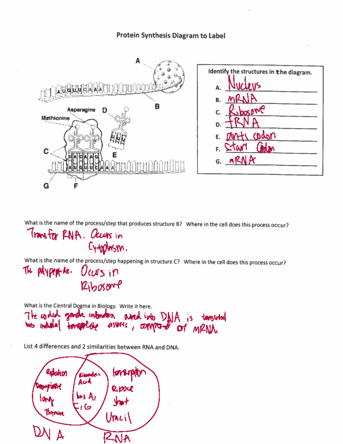 Protein+ Synthesis+ Diagrams - A. Nucleus 17 B. MRNA B Asparagine D C ...