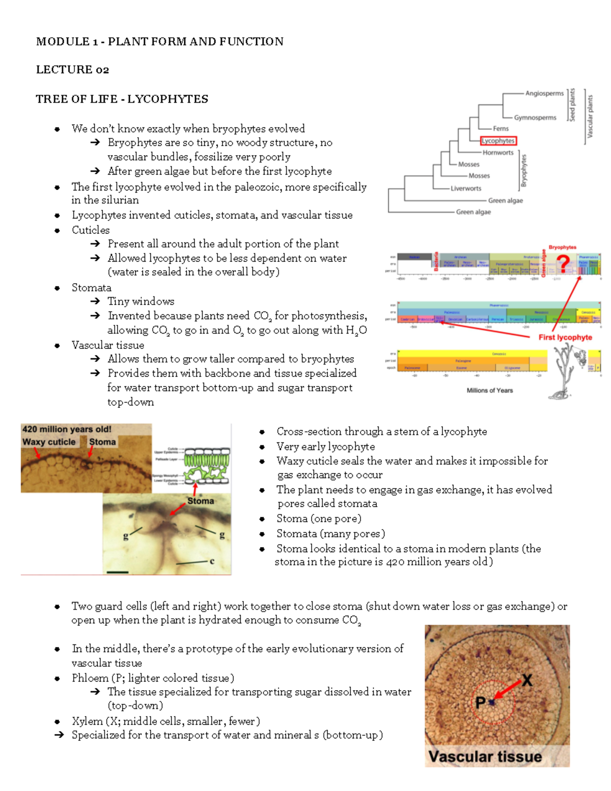 BIOA02 Lecture 02 - MODULE 1 - PLANT FORM AND FUNCTION LECTURE 02 TREE ...