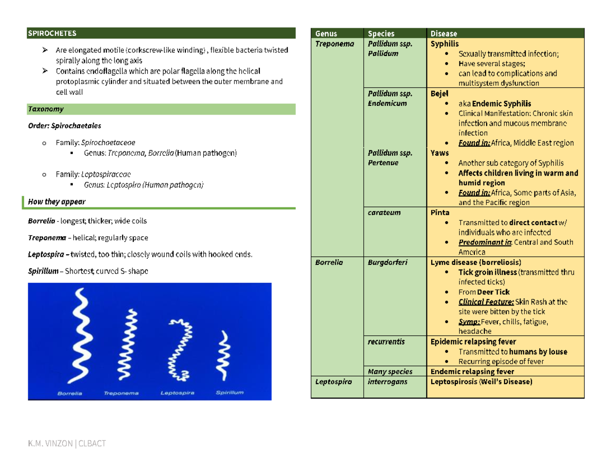 Spirochetes - Hi,in.Inojo - University of Philippine Visayas - o o